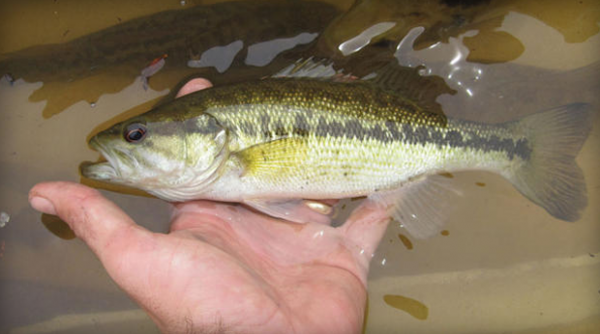 News: Florida scientists discover new black bass species - Fly Life ...