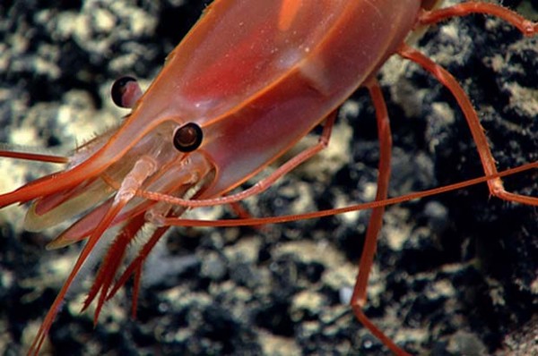Tips & Tactics: Easy DIY eyes and antennae for shrimps, crabs and ...