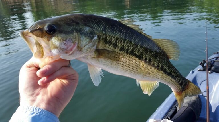 Micropterus: 26 million years in the making - Fly Life Magazine