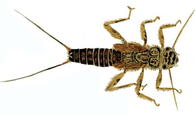 Water-dwelling insects, the angler's connection to better catch ...